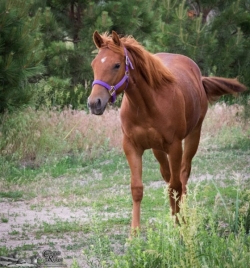 Horses for Sale | Cougar Ridge Performance Horses