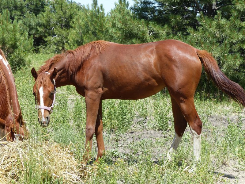 Horses for Sale | Cougar Ridge Performance Horses