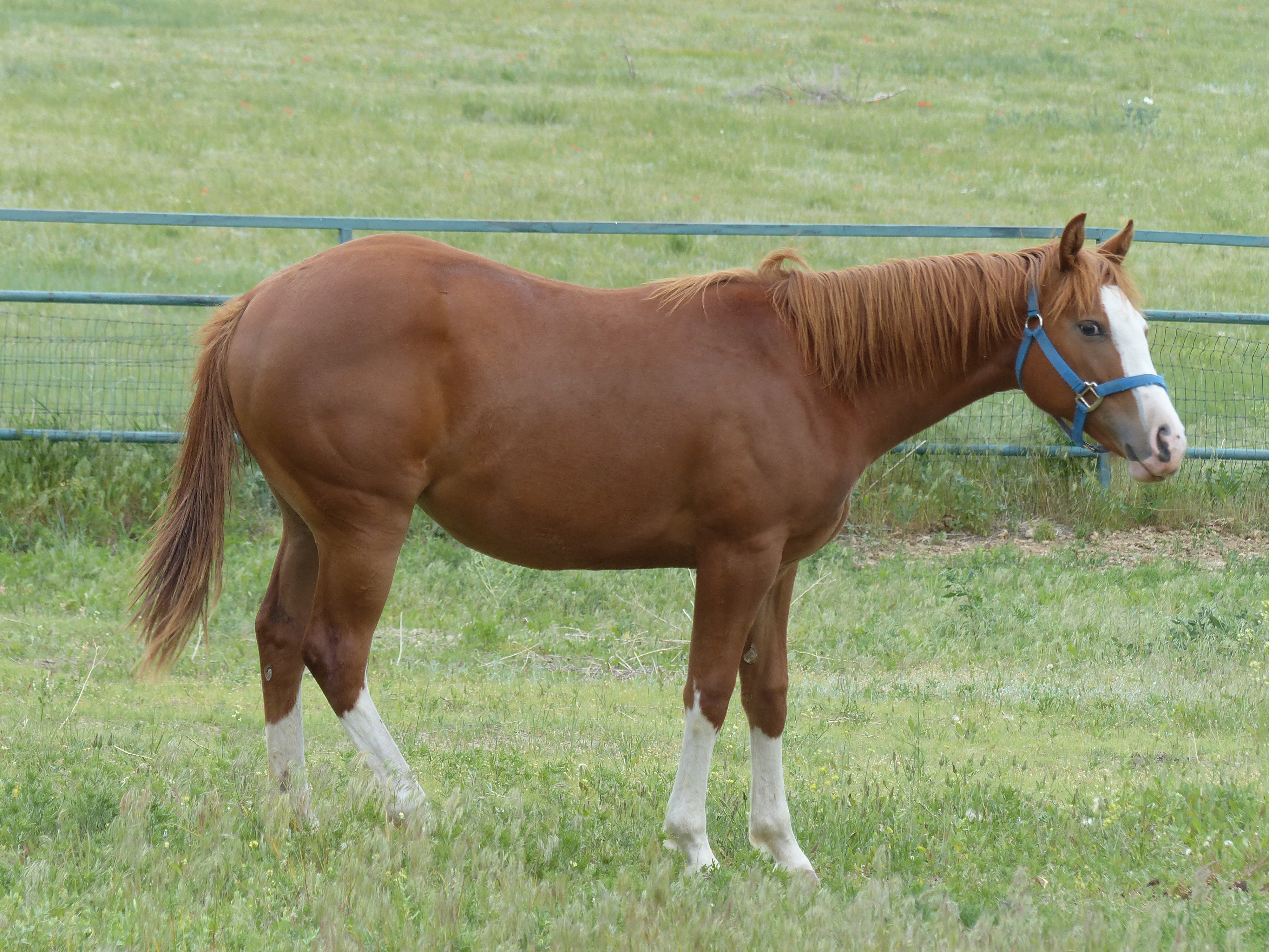 Horses for Sale | Cougar Ridge Performance Horses