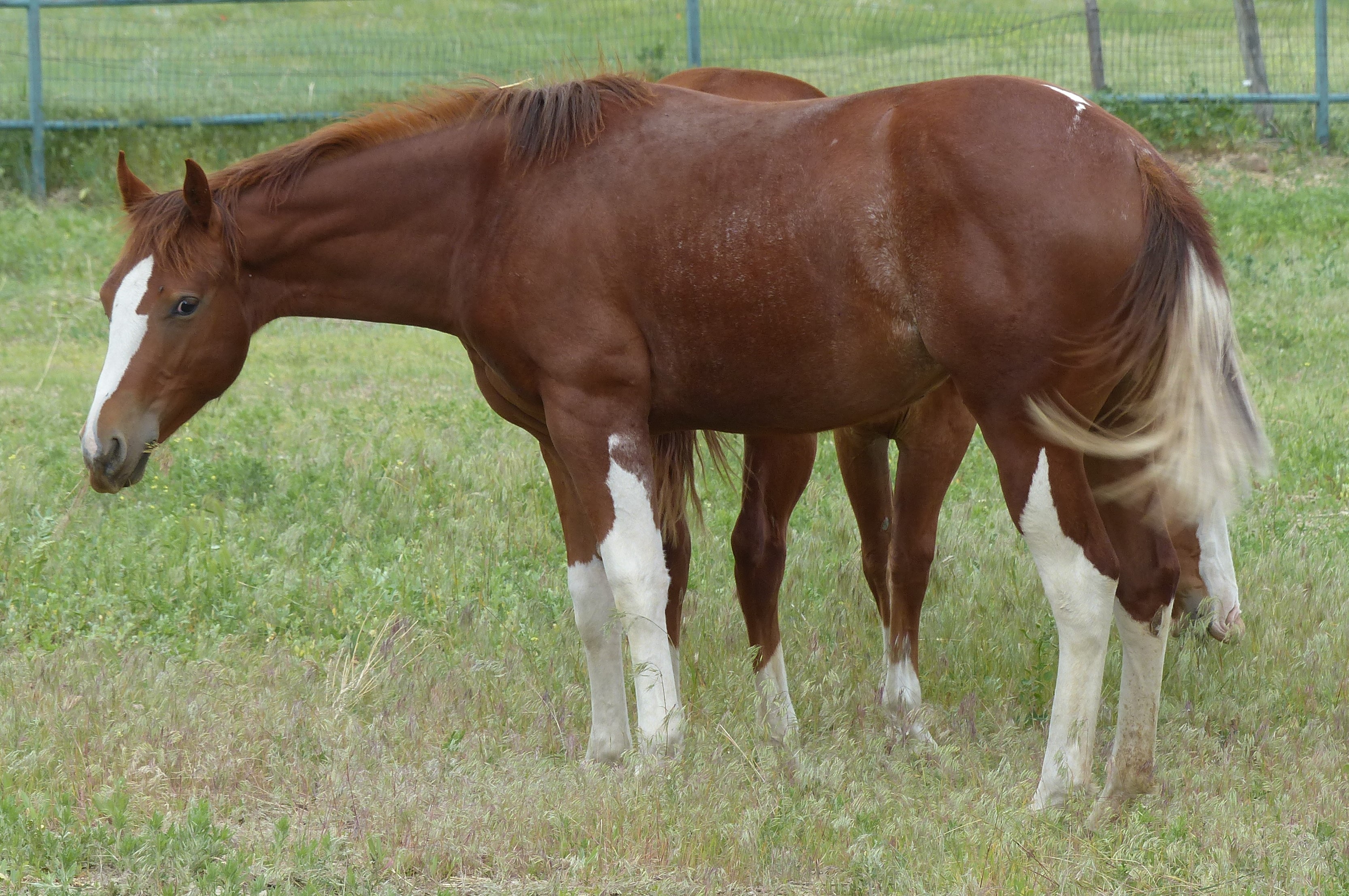 Horses for Sale | Cougar Ridge Performance Horses