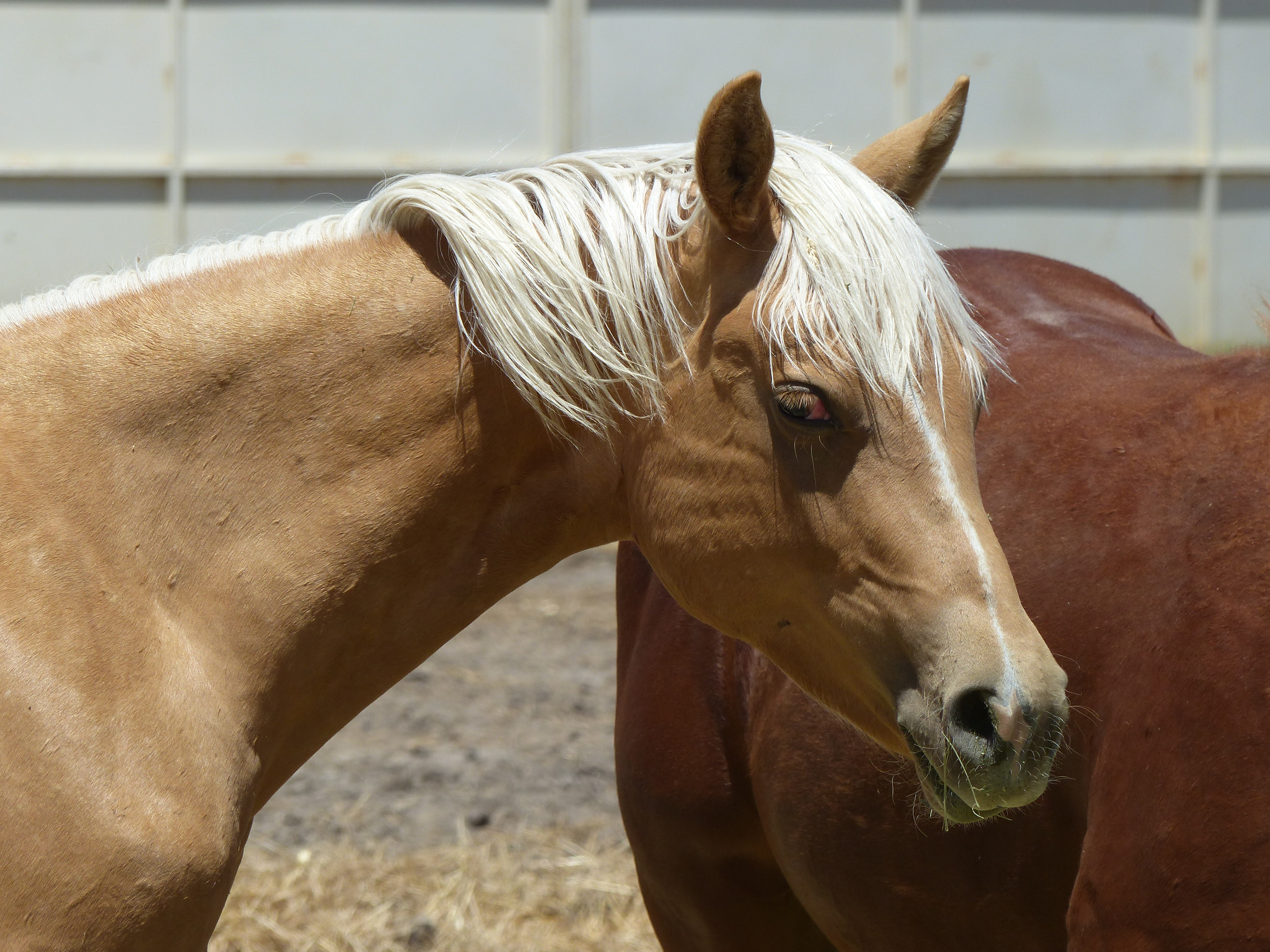 Horses for Sale | Cougar Ridge Performance Horses